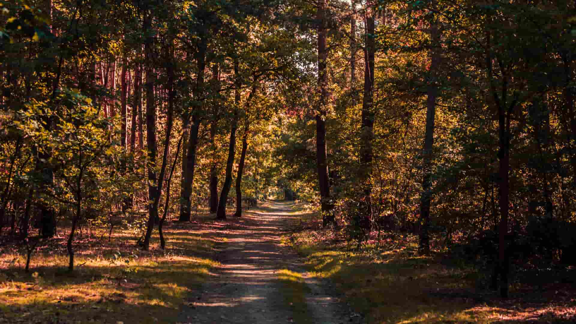 Green Berlin: 5 Amazing Ways in Which Berlin Practices Sustainability ...